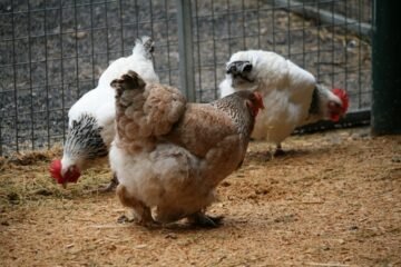 Les étapes essentielles pour réussir l'élevage de poules